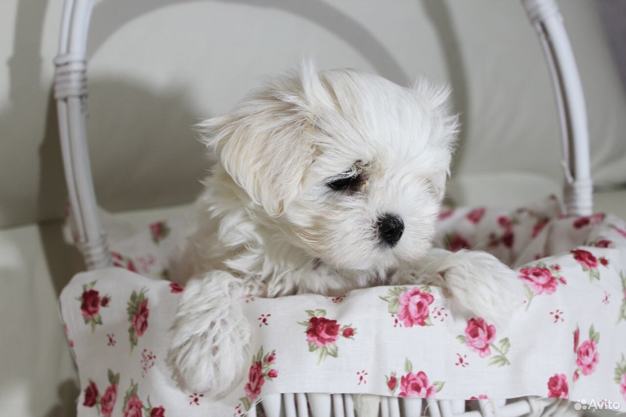 Мальтезе мальчик