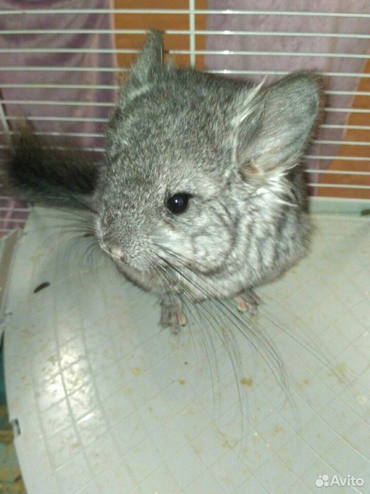 Шиншилла ангора