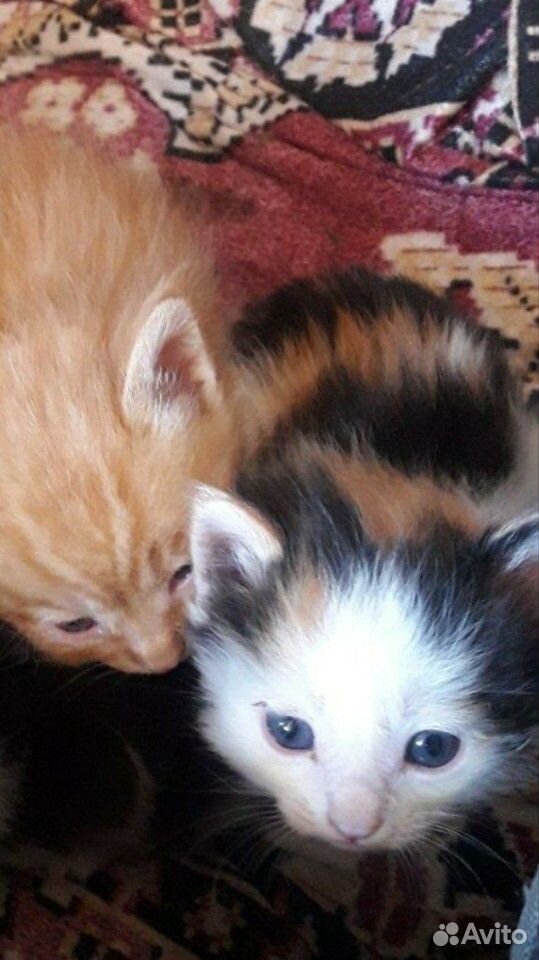 Котята трех цветки