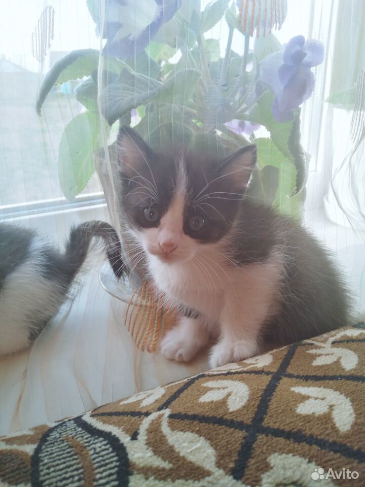 Котята ищут дом