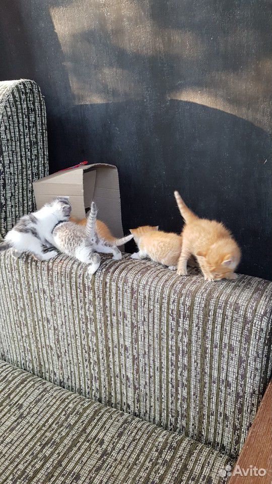 Котята