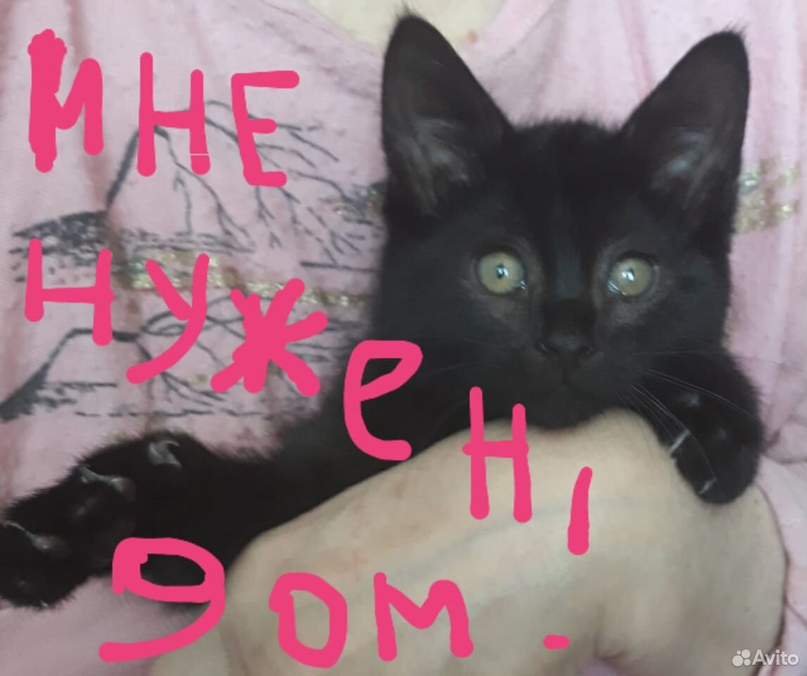 Котёнок, маркис, черный, 1.5 мес