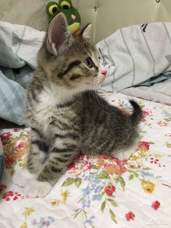 Котенок Британец породистый