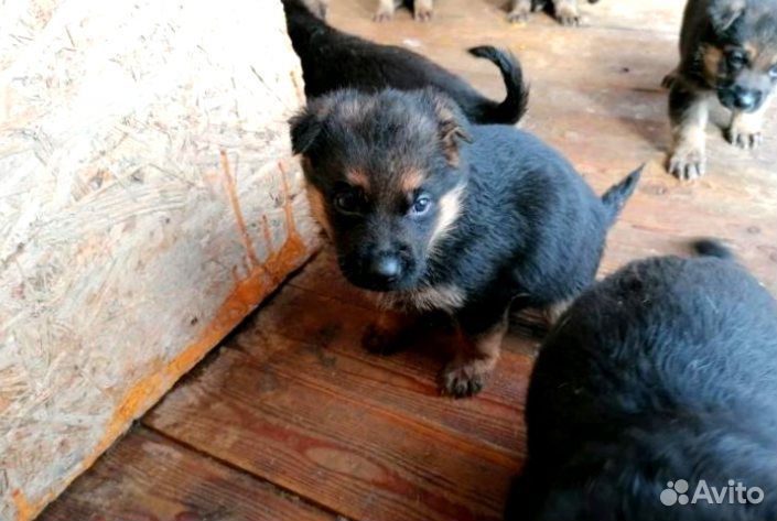 Щенки немецкой овчарки