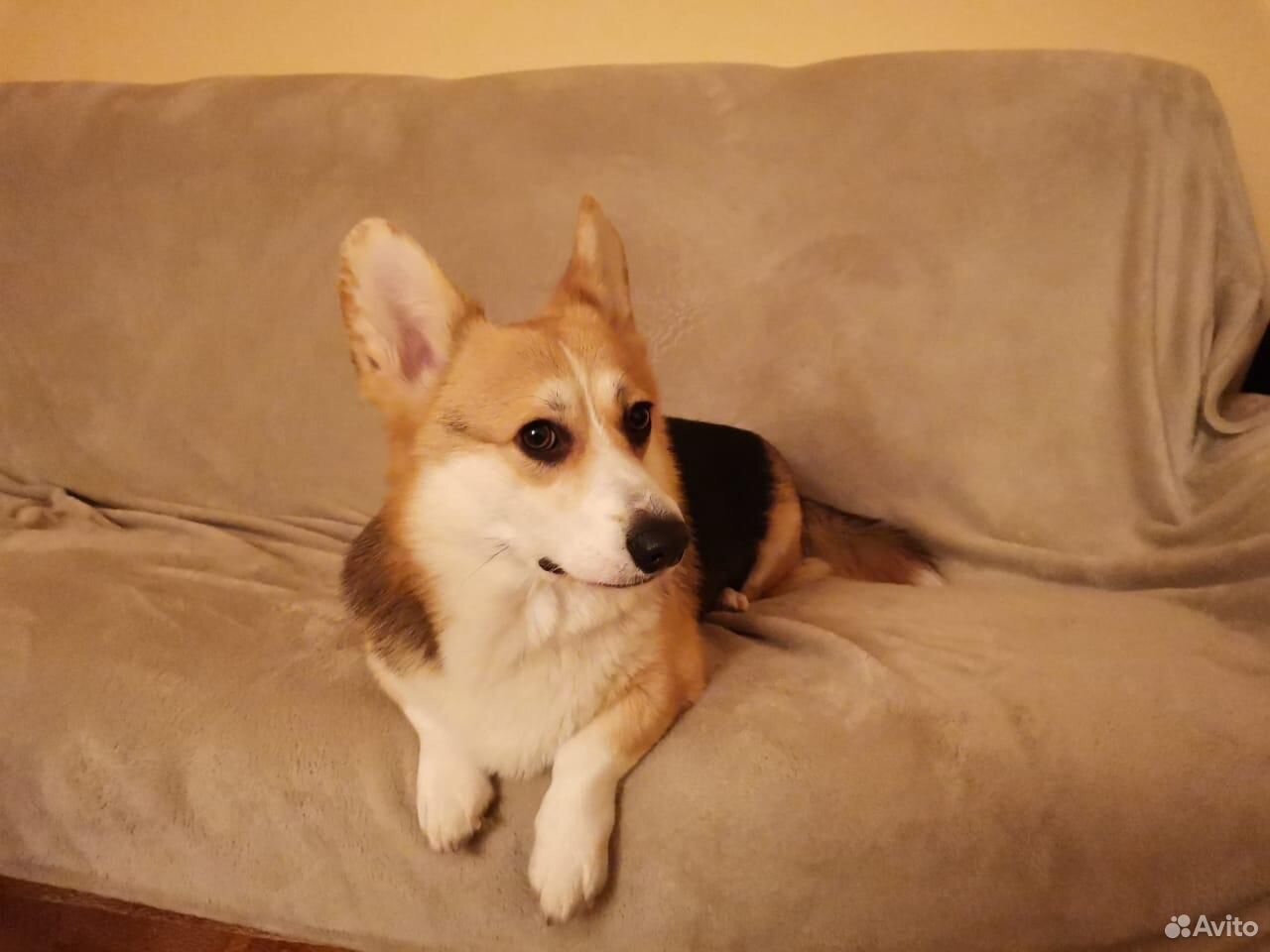 Молодой дружелюбный вельшкорг ищет невесту