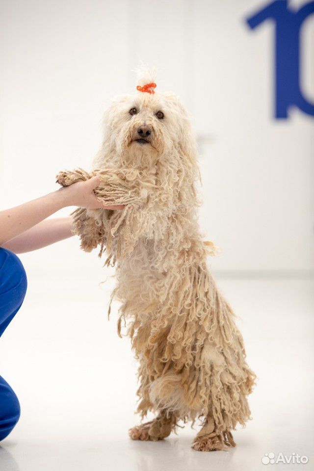 Венгерская овчарка в дар, Пулли в дар