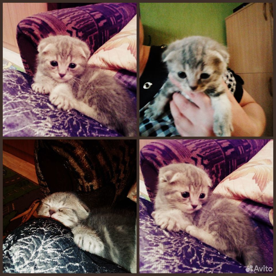 Шотландский вислоухий котёнок