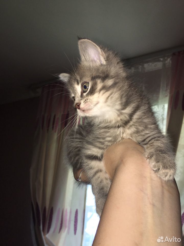 Отдадим в хорошие руки