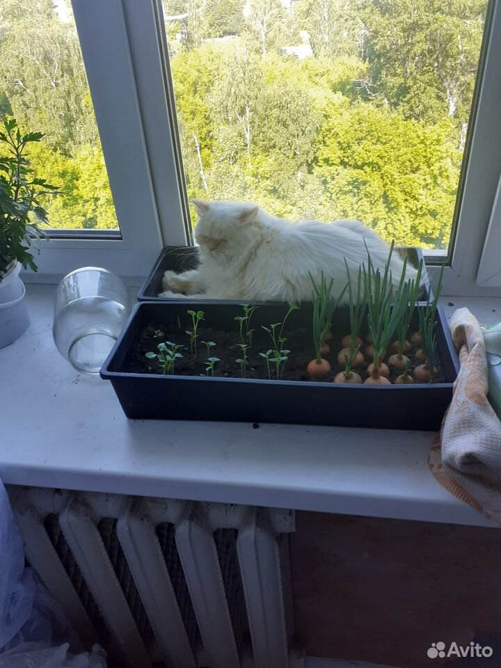 Молодой кот