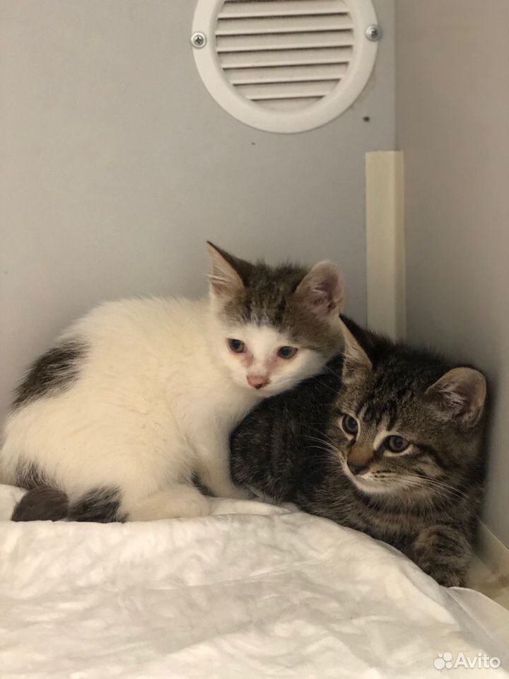 Особенные котята