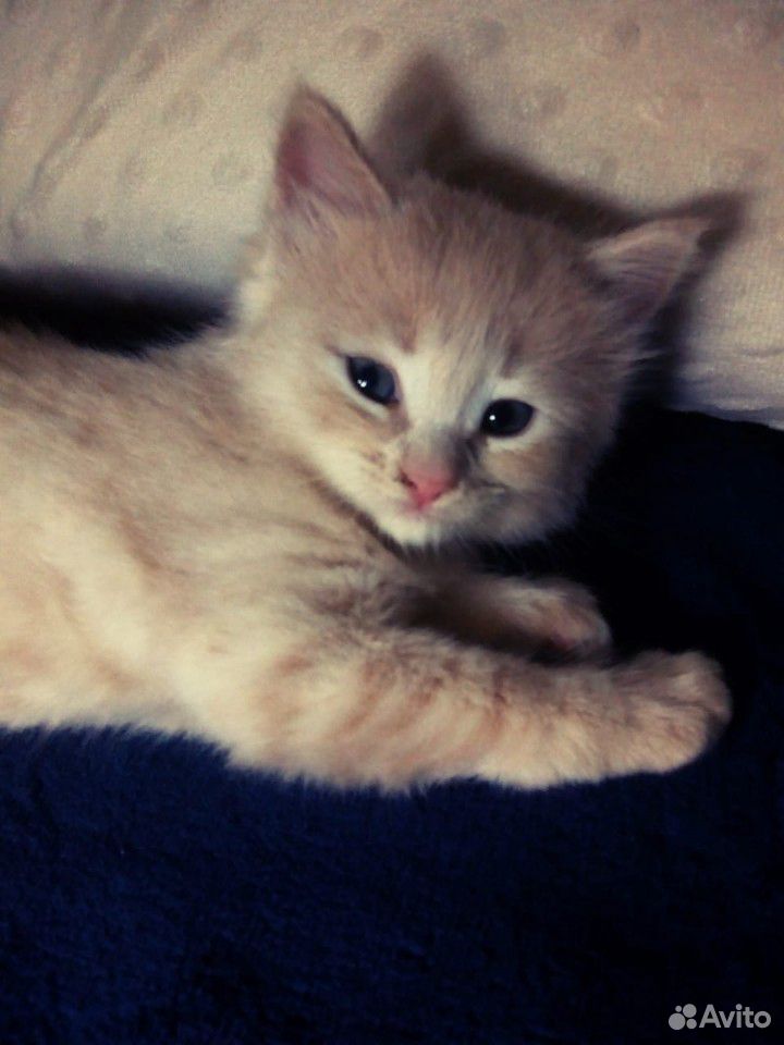 Кошечка в добрые руки