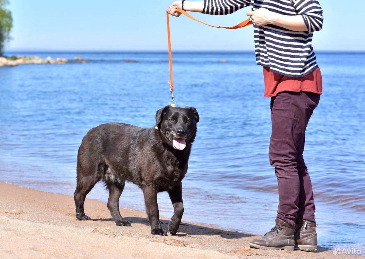 Невероятная Чапа, метис лабрадора ищет дом