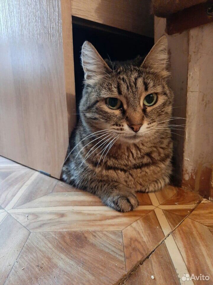 Ищет семью кошечка Дуняша