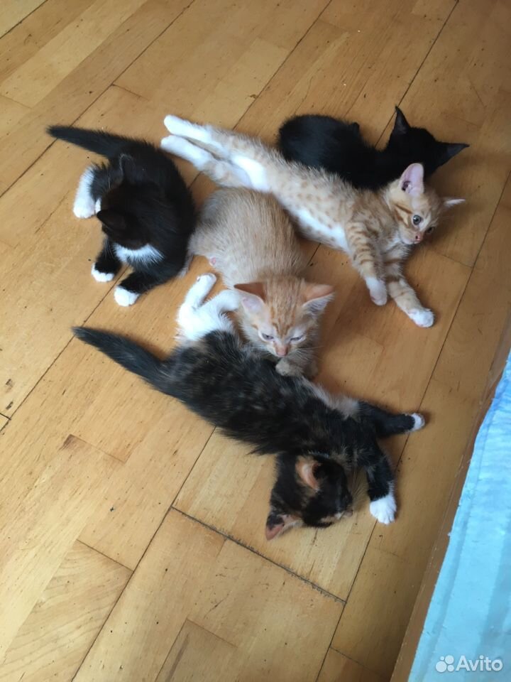 Кошки коты отдадим даром в хорошие руки