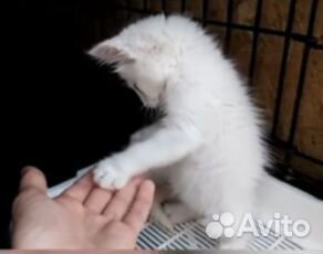 Котенок в добрые руки