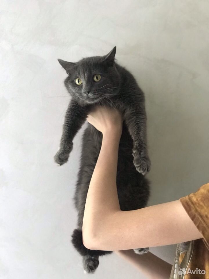 Котик Тошик в хорошие руки