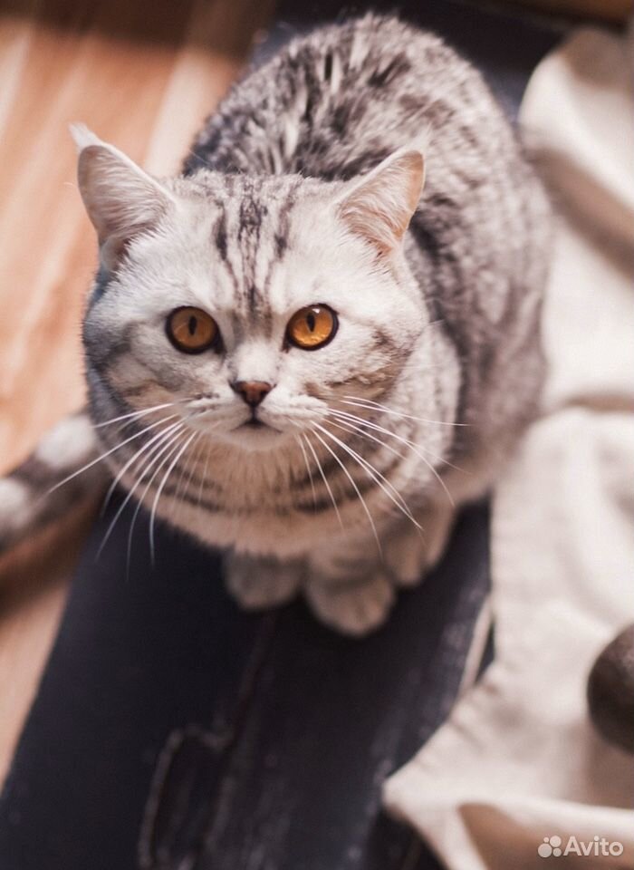 Кот. Британец для вязки