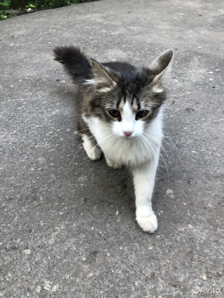 Ищем дом для брошенной кошки