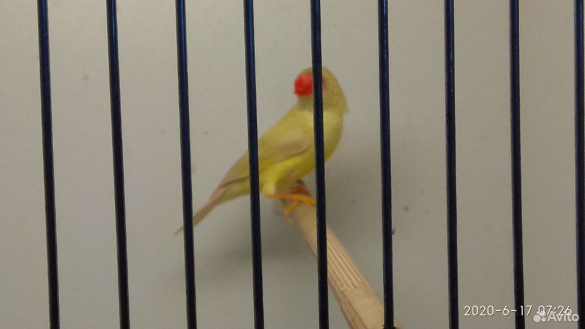 Тростниковый астрильд самка