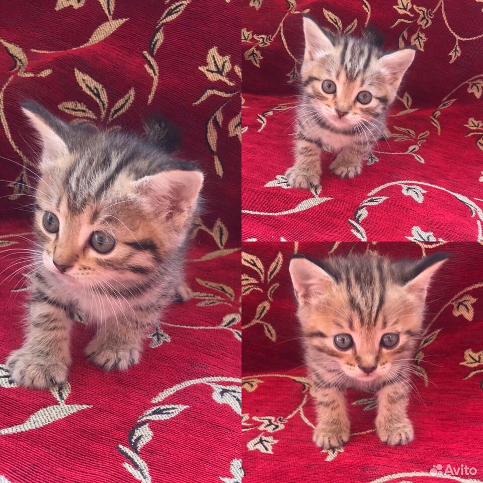 Котята ждут своих новых хозяев