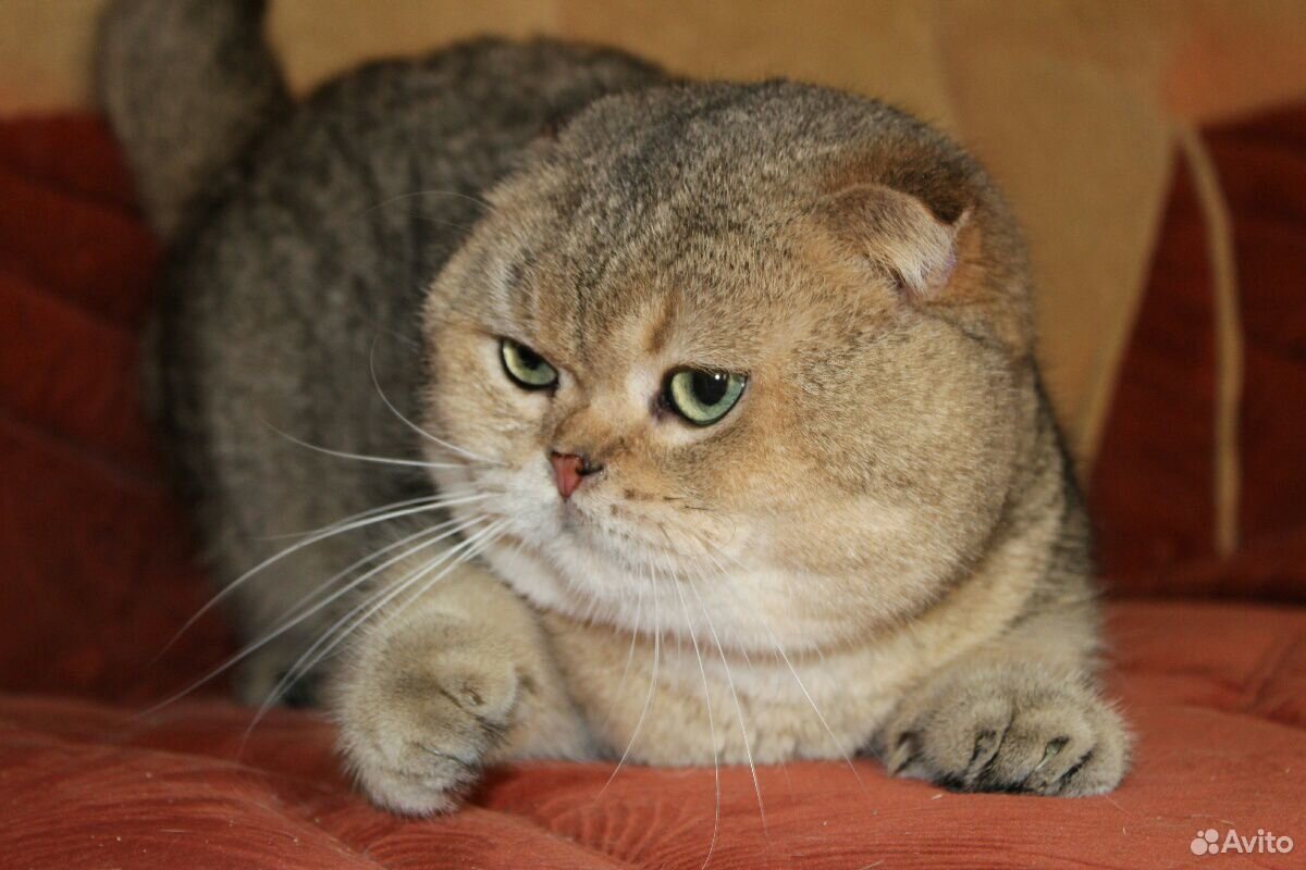 Золотой вислоухий кот на вязку