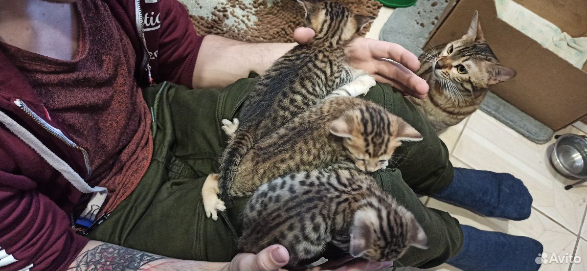 Бенгальские котята (полукровки)