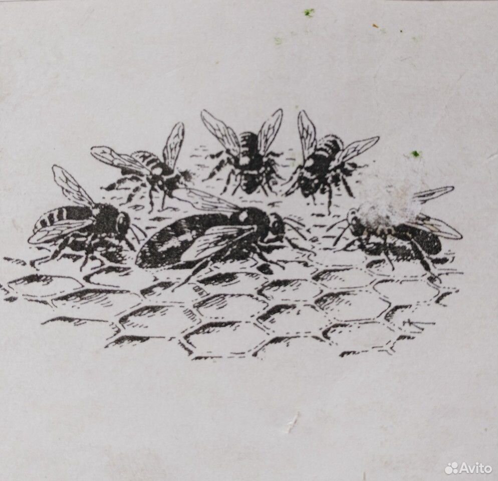 Пчёлы Карпатка