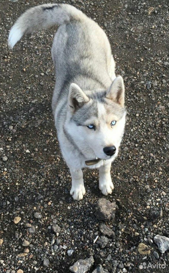 Сибирский хаски