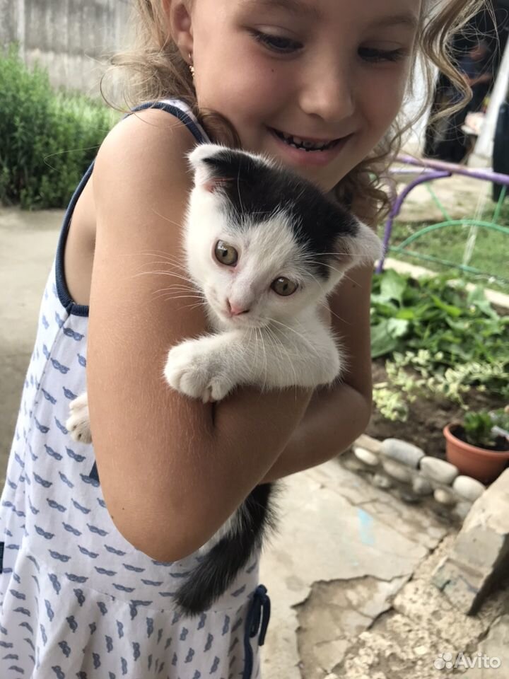Отдадим котят вислоухих в хорошие руки
