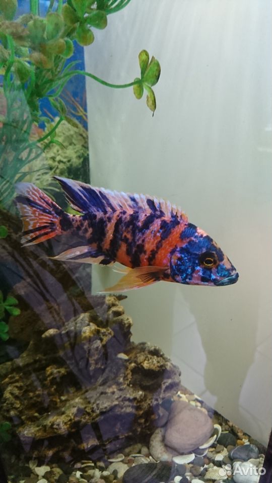 Хищная рыбка