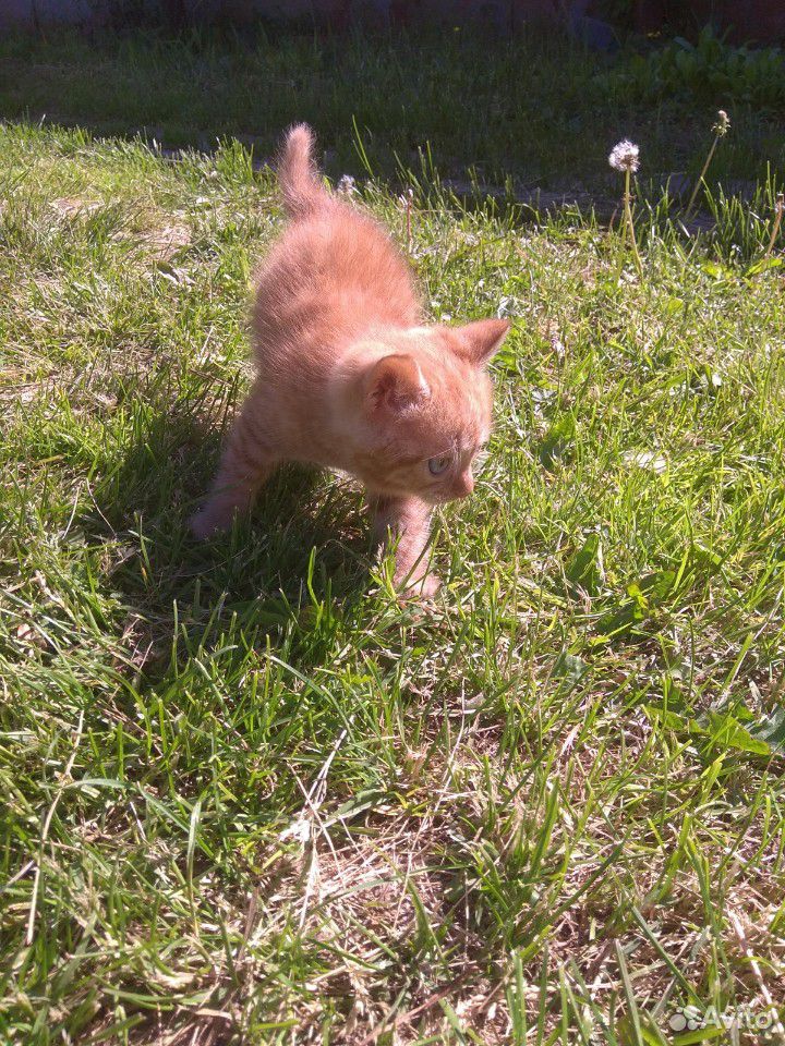 Котята от кошки мышеловки