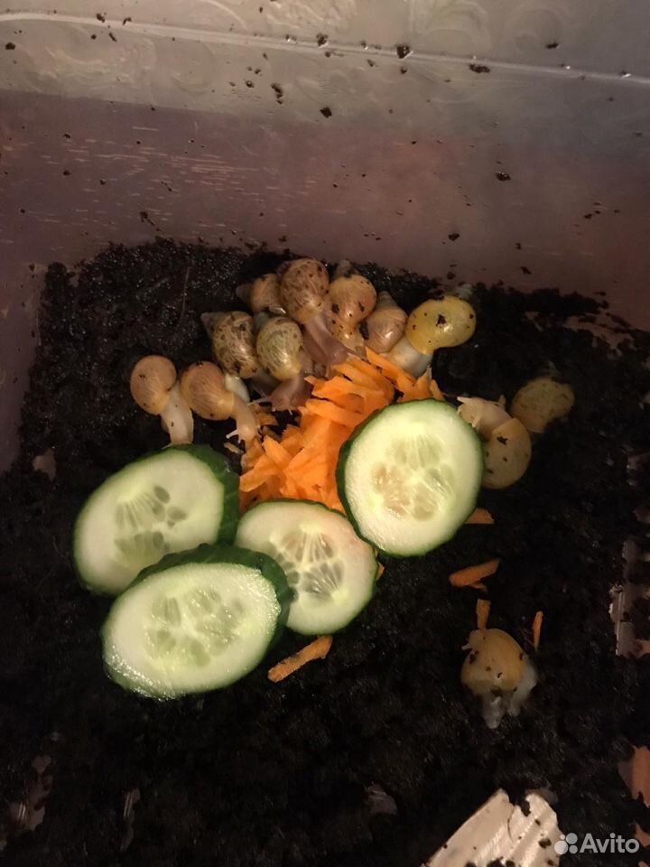 Улитки Ахатины