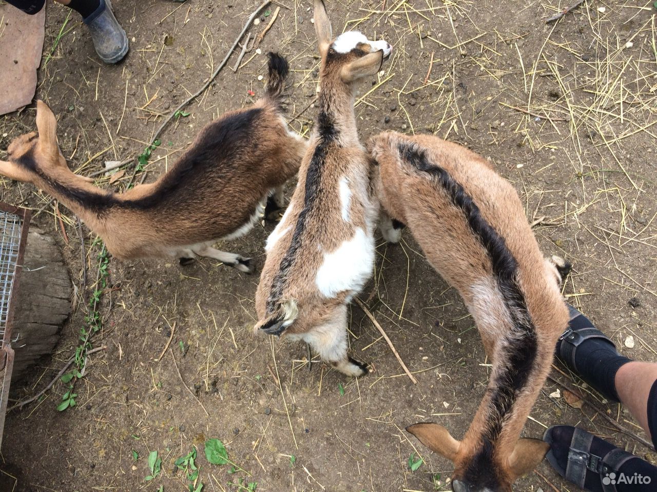 Продаю козлят
