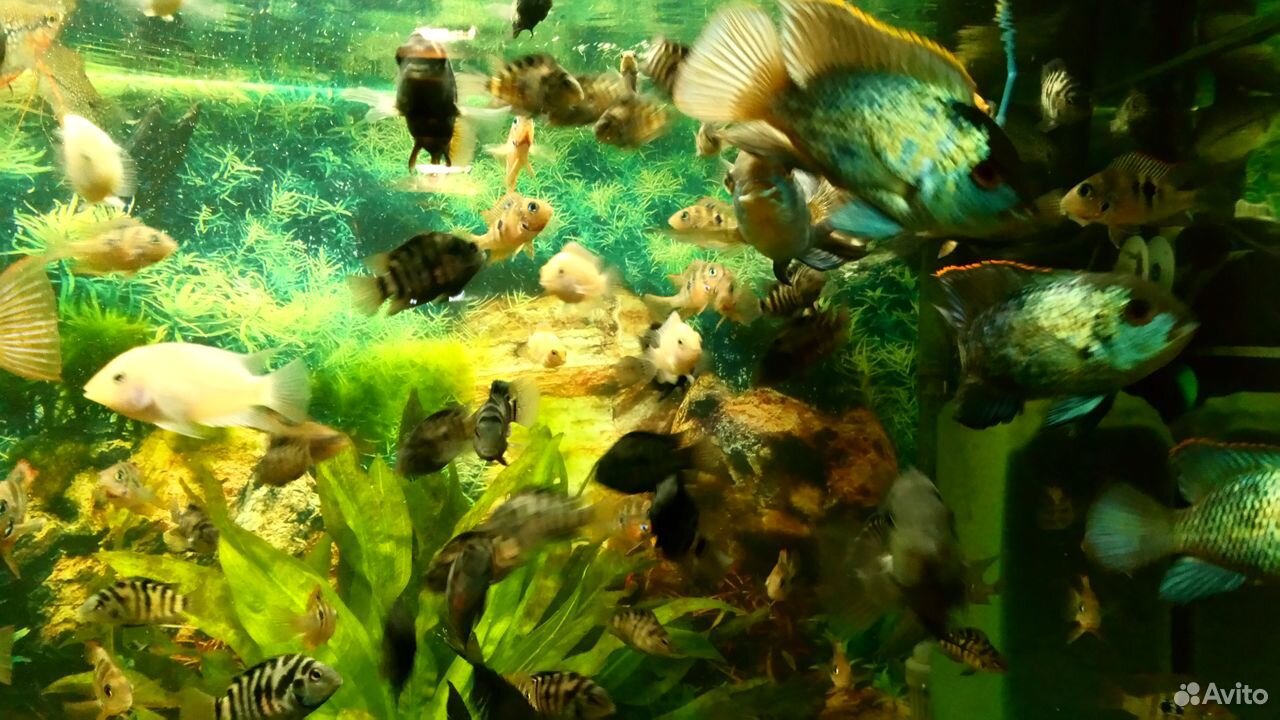 Рыбки аквариумные