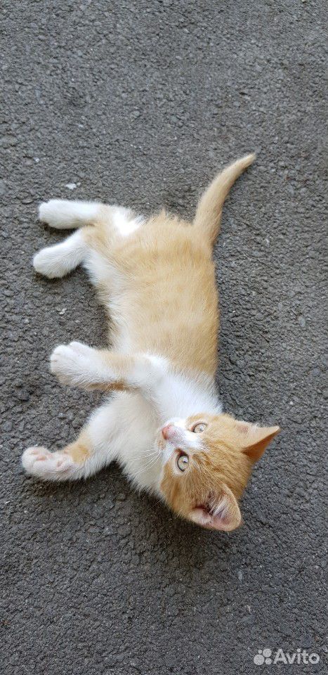 Рыжий лисенок