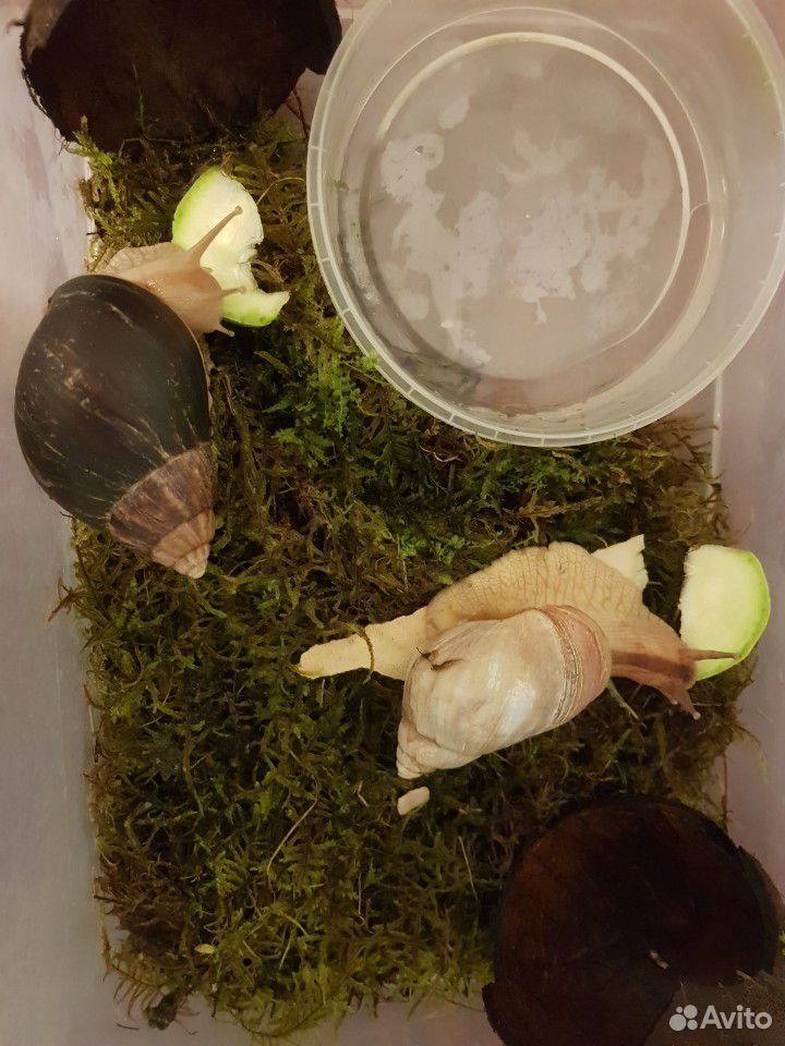 Большие улитки Ахатины в добрые руки