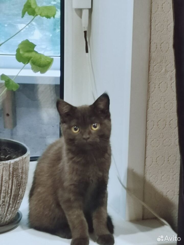 Отдам котенка