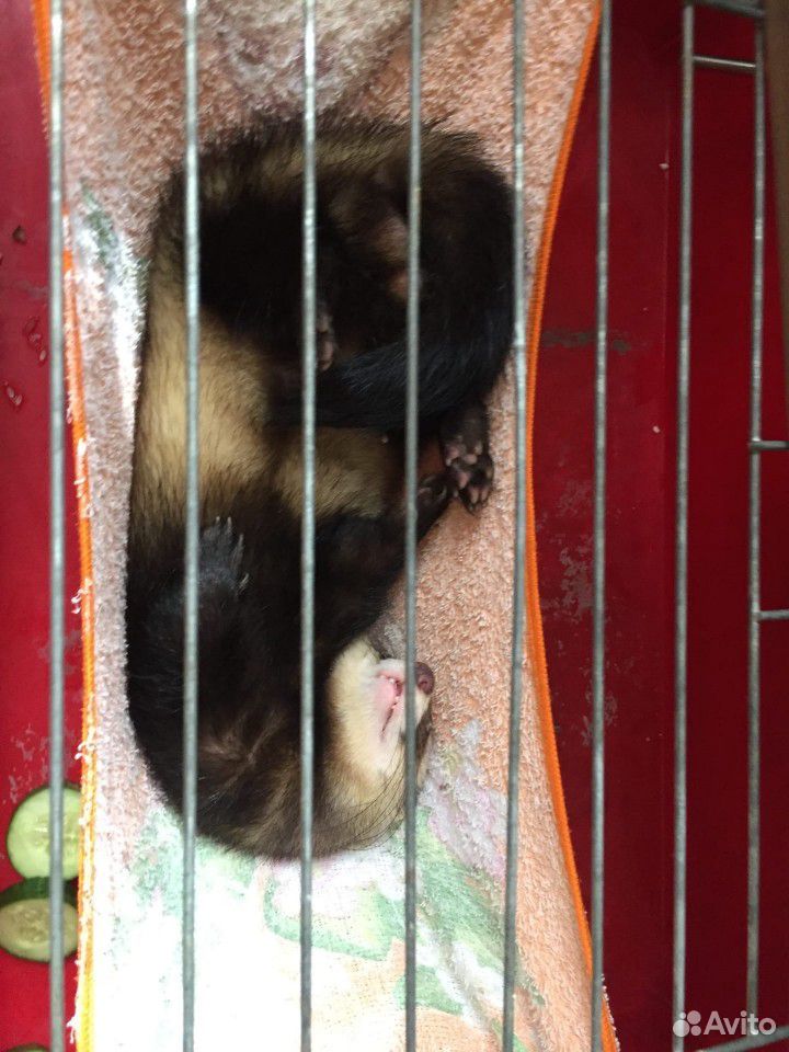 Продам хоречка