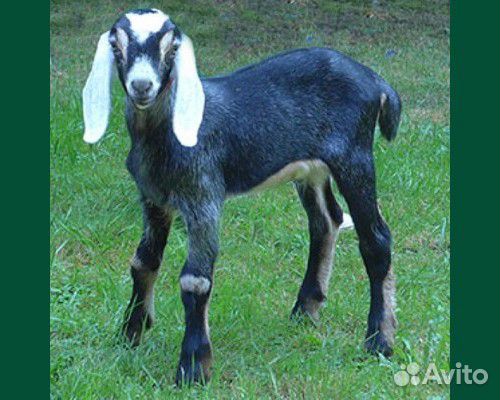 Продам козлят нубийской породы