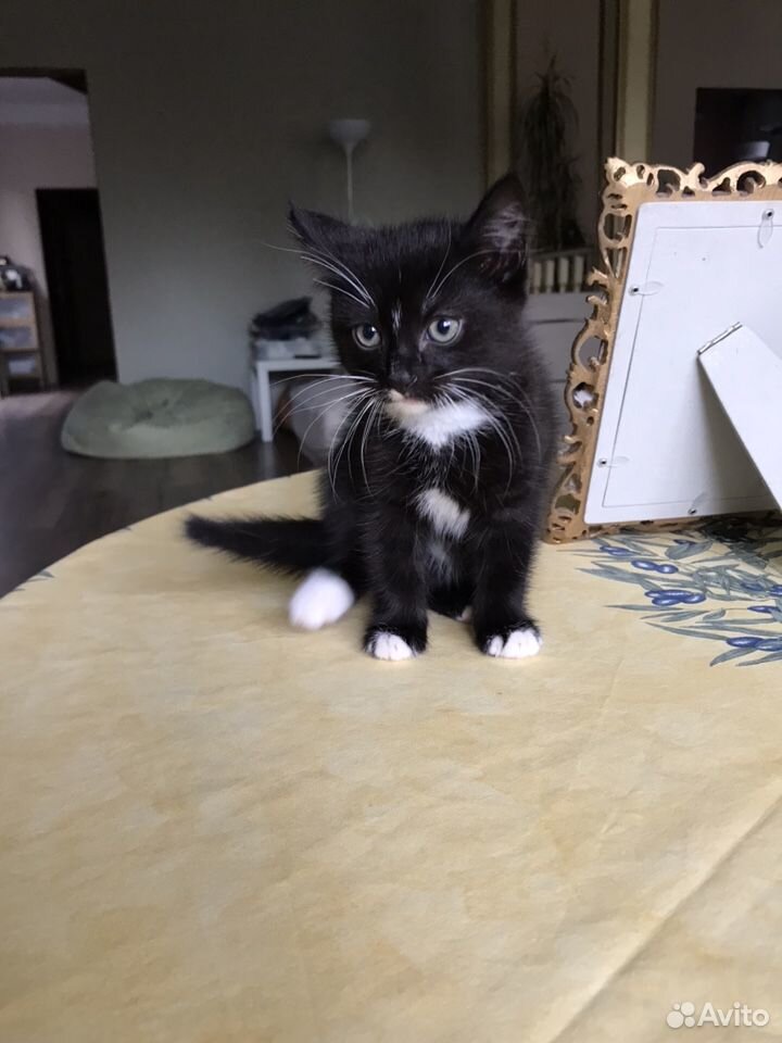 Кошка, метис бобтейла