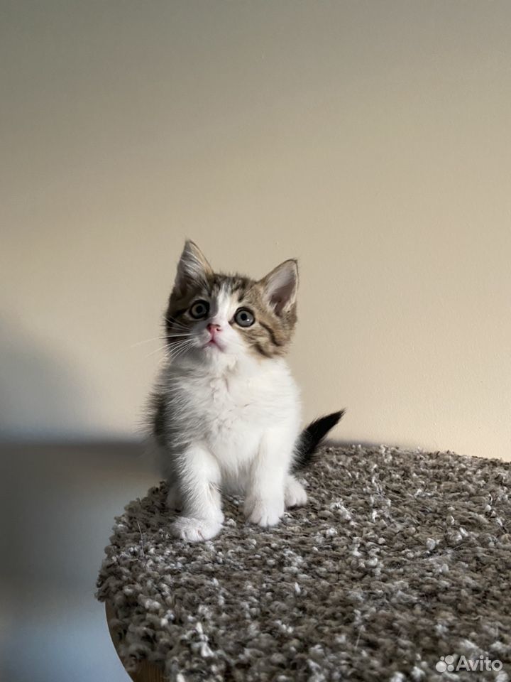 Котёнок Мурчелла