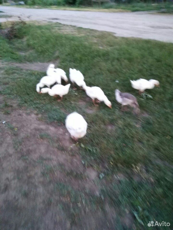 Гусята подрощенные