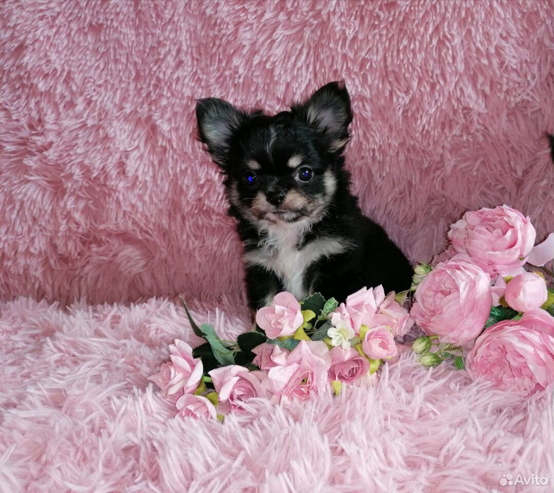 Щенки чихуахуа, мальчишки