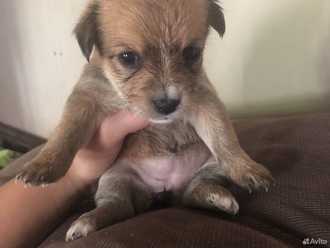 Девочка йорк