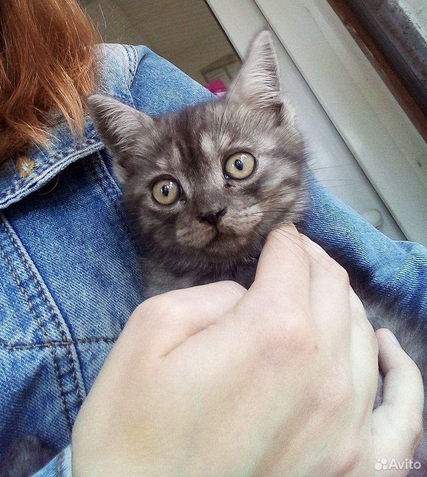 Отдам в добрые руки