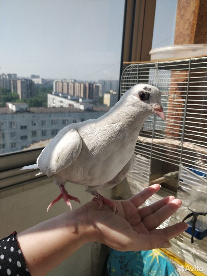 Голубь