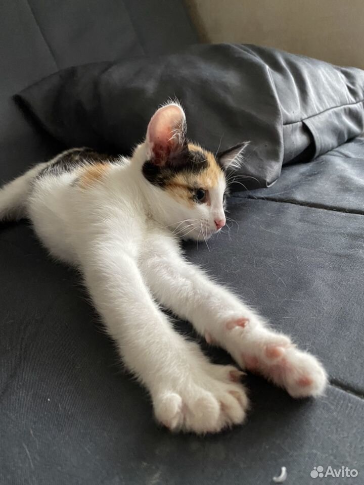 Котята
