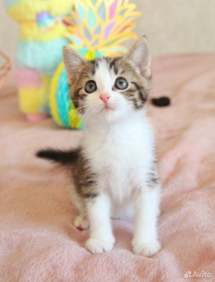 Котенок мальчик Красавчик 2 мес в добрые руки