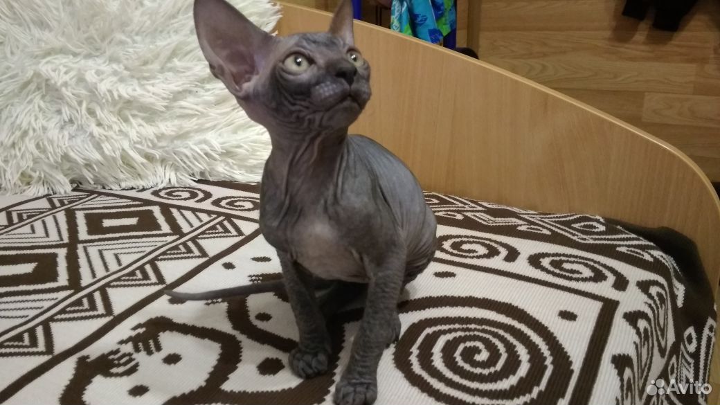 Продаю котёнка Донской сфинкс