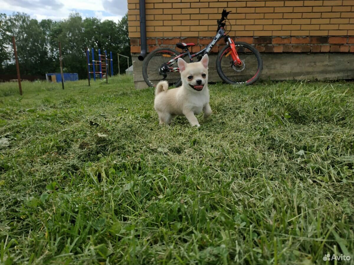 Щенки чихуахуа